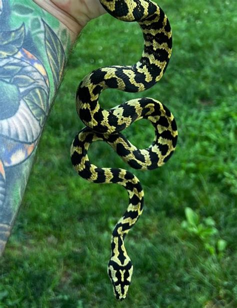 Enclosure Size Rcarpetpythons