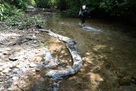 Day 5 Encounter With A Python Naturevolution