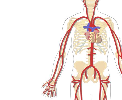 Quiz 5 Lab Diagram Quizlet