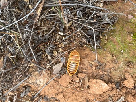 Are These Ants Creating A Colony Inside My New Truck Rants