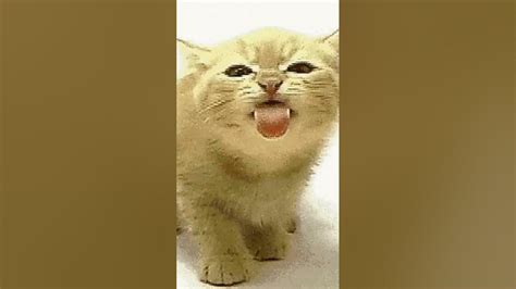 Kucing Imut Banget Sih Youtube