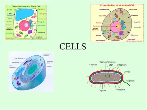 Anton Van Leeuwenhoek Cells