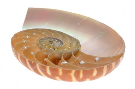 Premium Photo Nautilus Pompilius Living Fossil Mollusca Chambered