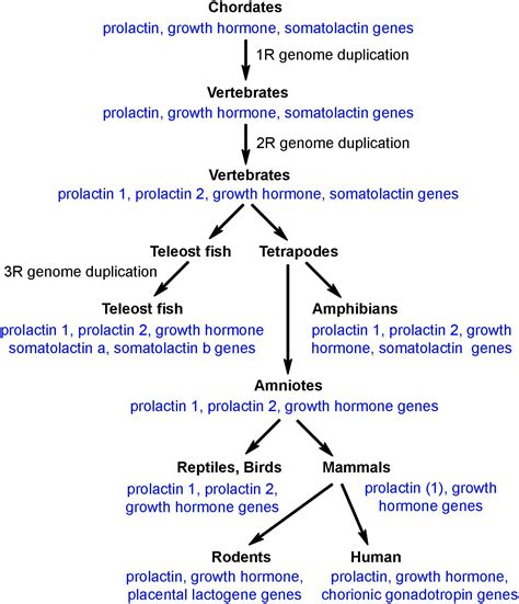 Prolactin Hormone Function