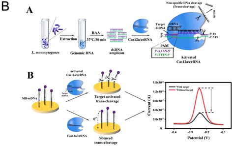 Construction Of Electrochemical Biosensors Based On The Crispr Cas12