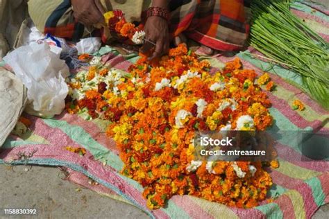 색상 델리 인도의 홀리 축제를위한 노란색과 오렌지 색 메리 골드 꽃 화환 목걸이를 스레딩 인도 여성의 이미지 화환에 대한 스톡 사진 및 기타 이미지 Istock