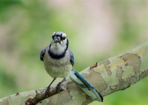 Us Guided Thyroid Biopsy Cpt Code Guide