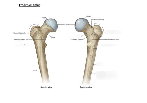 Diagram Of Lower Limb Anatomy Proximal Femur Quizlet