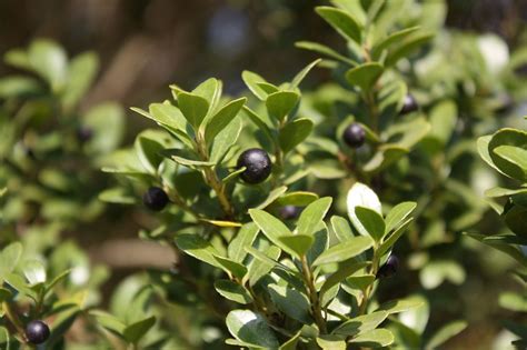 5 Favorite Varieties Of Holly