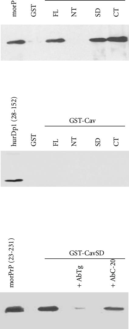A In Vitro Interaction Between Cav 1 And MorPrP To Assess The Download Scientific Diagram