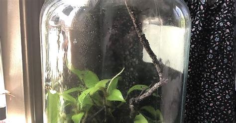 Golden Goddess Philodendron And Strawberry Begonia Terrarium 6 Months