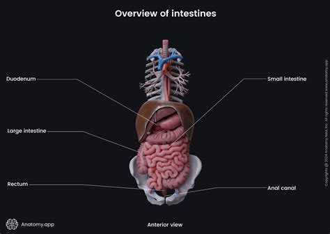 Small Intestine Encyclopedia Anatomy App Learn Anatomy 3d Models Articles And Quizzes