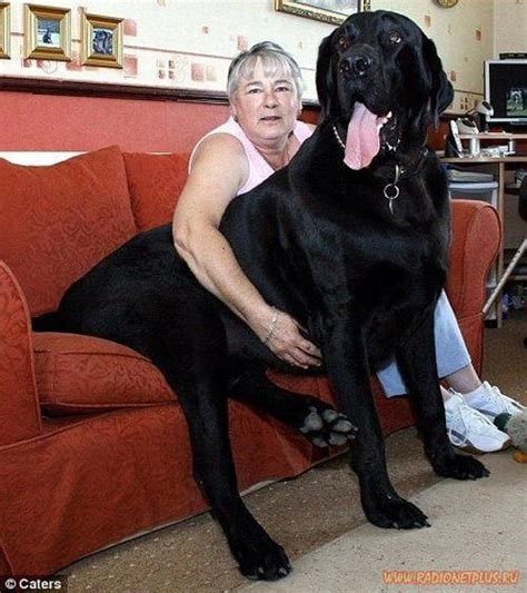 Улыбайтесь, Господа! Улыбайтесь! | Huge dogs, Giant dogs, Worlds ...