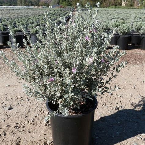 Gray Cloud Texas Sage Star Nursery Garden And Rock Centers