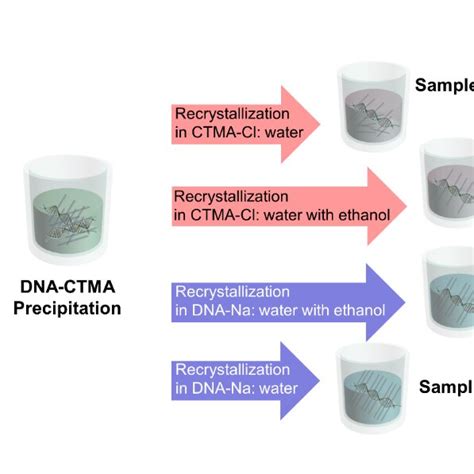 A Schematic Process Of Dna Ctma Precipitate Recrystallisation Download Scientific Diagram