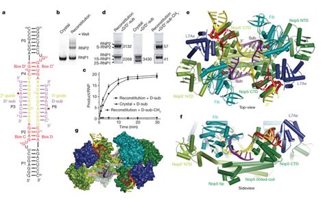 Activity And Substrate Bound Structure Of A C D Rnp A Secondary Download Scientific Diagram