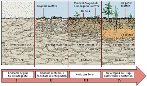 Soil Genesis Formation Of Soil Biogeography Upsc