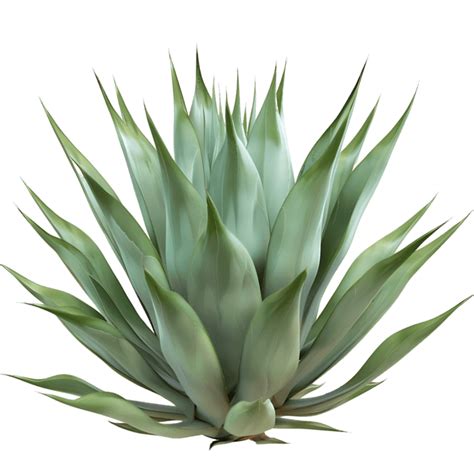 Agave Pngs For Free Download