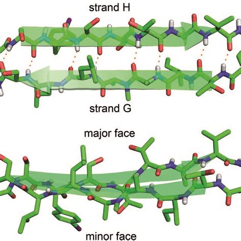 A X Ray Crystallographic Structure Of The Ttr Tetramer The β Hairpin