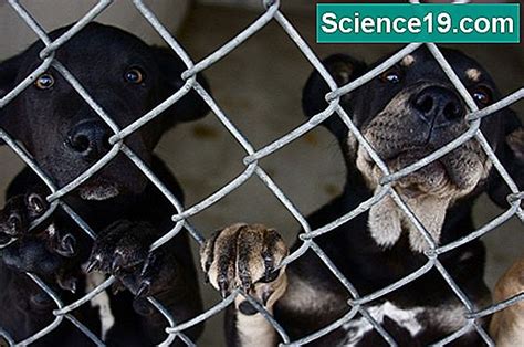 Hogyan kell számolni a kolóniákat a mikrobiológiában Tudományos És Népszerű Multimédiás