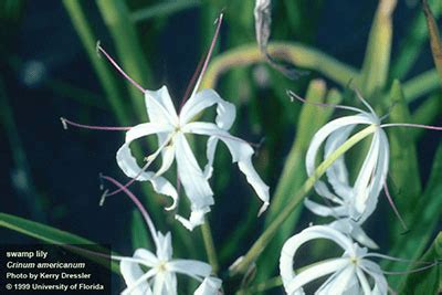 Swamp Lily Gardening Solutions