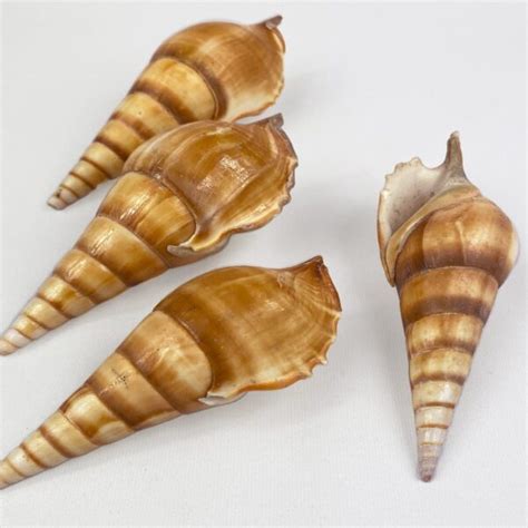 Tibia Curta Spindle Shell 5 Pack Simply Shells