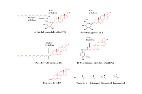 Chemical Structure Of Free Phytosterol Their Conjugates And The Sites Download Scientific