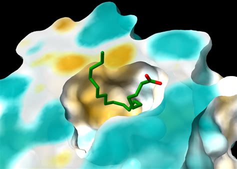 Chimerax Tutorial Protein Ligand Binding Sites