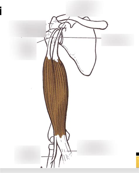 Biceps Brachii Muscle Diagram Quizlet