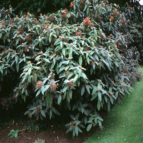 Viburnum Rhytidophyllum Leatherleaf Viburnum Siteone