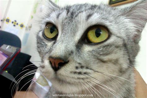 HZH Photo Gambar Gambar Kucing Comel