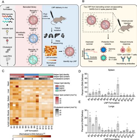 基于纳米颗粒的 Dna 疫苗可预防女性临床前模型中的 Sars Cov 2 变异 Nature Communications X Mol