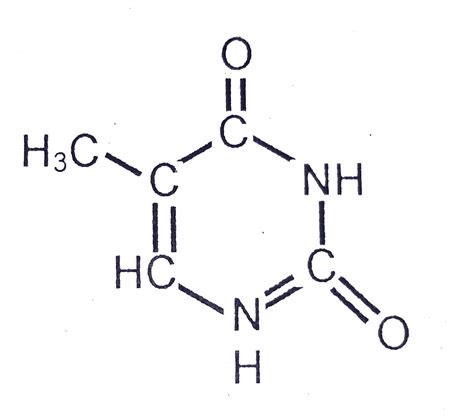 Guanine Structure Stockvector Structure Of Dna Deoxyribonucleic
