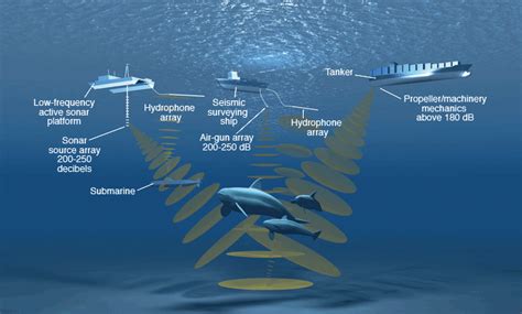 Echolocation Can You Hear Me Now The Cape May Whale Watcher