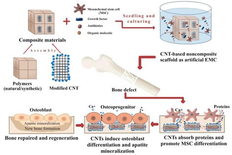The Process Of Bone Regeneration Using Mscs Download Scientific Diagram