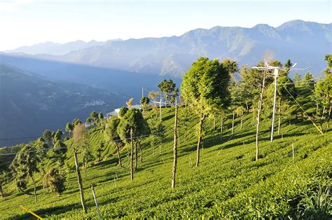 Taiwanischer Cui Feng Hochlandteefrühlingstee 2025 Liao Taiwanese Tea