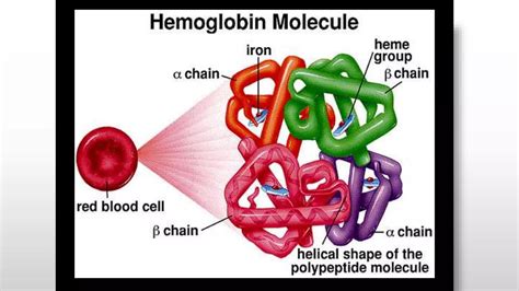Structure Of Hemoglobin And Myoglobin Pptx Chemistry Science