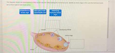 Solved The Diagram Shows The Development Of The Oocyte And The