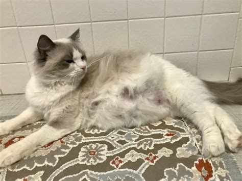 How Can You Tell If Your Cat Is Pregnant Signs Cat Is Entering Labor