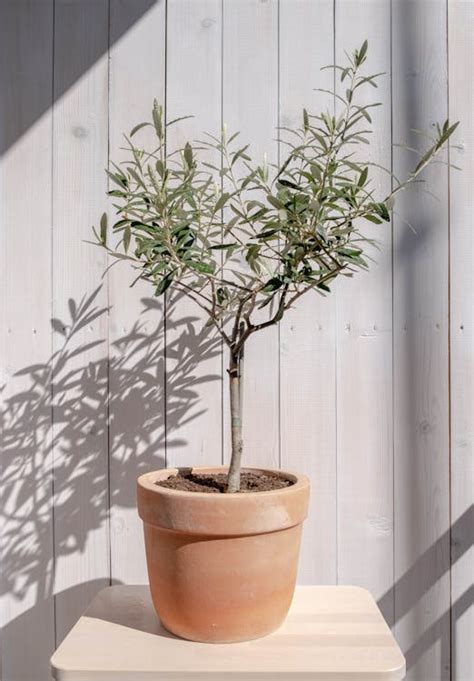 가정 원예 그림자 나무 표면 나뭇잎 녹색 식물 단순한 생활 도시 원예 목재 패널 목조 배경 미니멀리스트 장식 미니멀리즘 미묘한 그림자 방 장식 성장