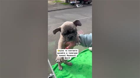 Французький Бульдог Youtube