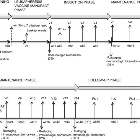 Induction And Maintenance Phase Schedule Download Scientific Diagram