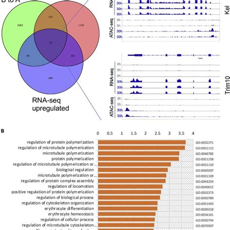 cross analyses of hi c atac seq and rna seq a green genes switched