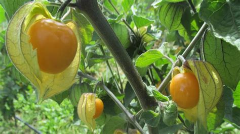 La Uchuva Que Se Cultiva En Colombia Empezará A Ser Exportada A México