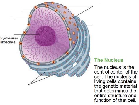 The Nucleus Diagram Quizlet
