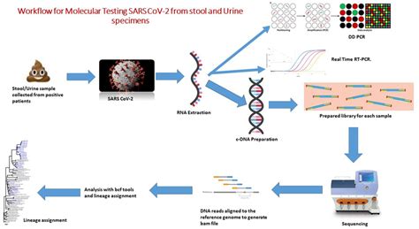 workflow for molecular testing sars cov 2 from stool and urine specimens download scientific