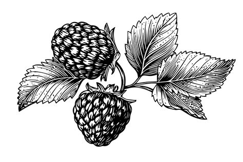 Raspberry Branch Hand Drawing Ink Sketch Engraving Style Vector Illustration 27964192 Vector