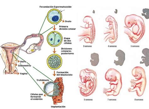 FASES DEL INDIVIDUO EN SU PRIMER DESARROLLO