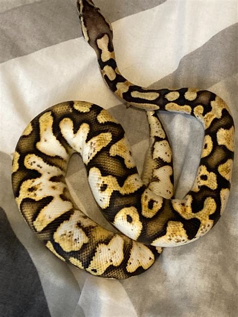 Male Calico Sugarmorph Id Help Ball Pythons Morphmarket Reptile