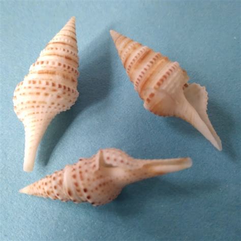 Gemmula Kieneri Doumat 1840